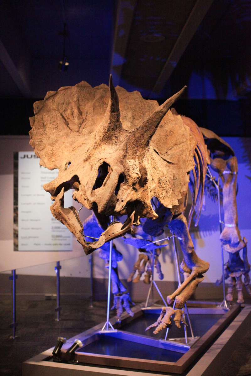 What to Expect at the Boston Museum of Science | CityPASS® Blog